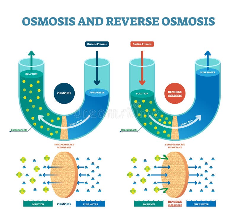 Osmosis Diagram