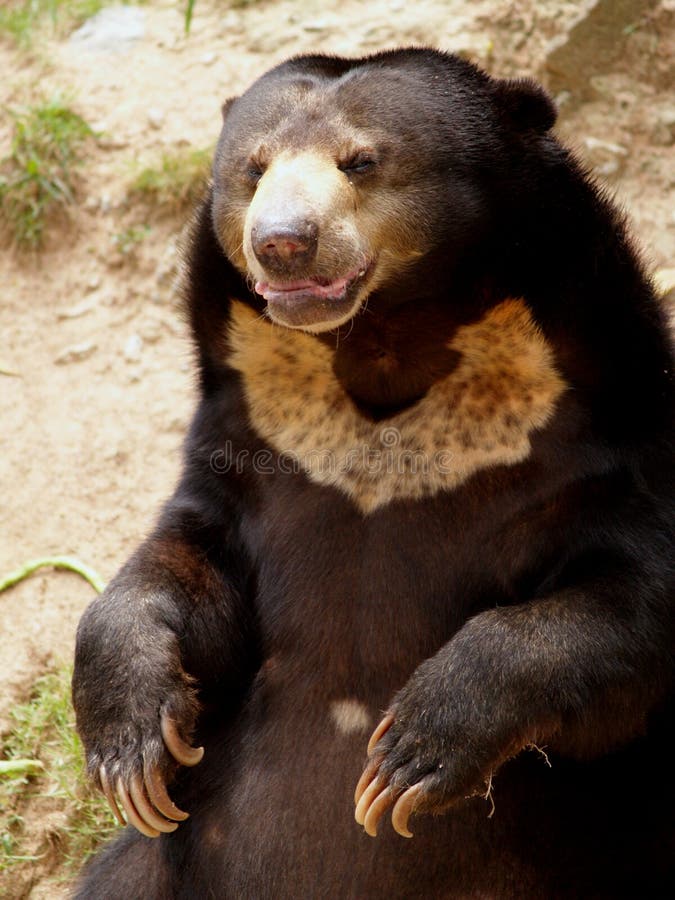 Osa embarazada imagen de archivo. Imagen de espantado - 2322263