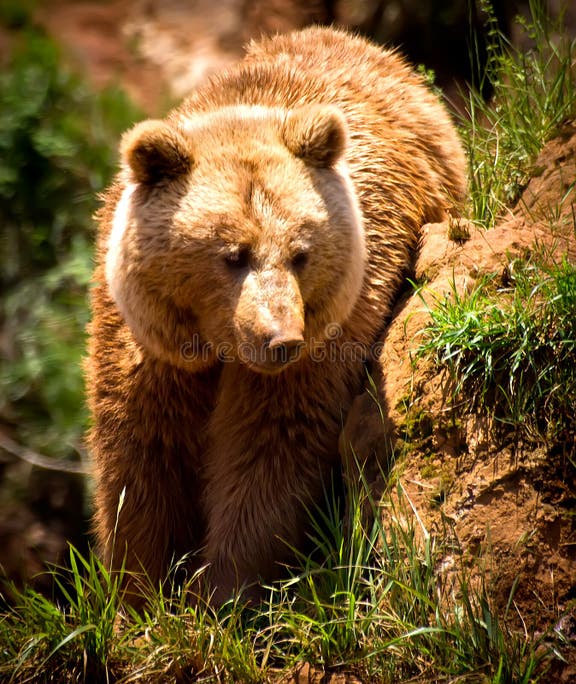 Oso foto de archivo. Imagen de endangered, standing, bosque - 32283008