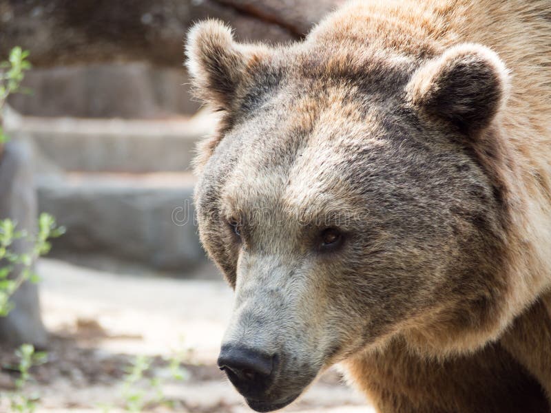 Primer Del Oso Grizzly Con Mostrar De Las Garras Imagen de archivo ...