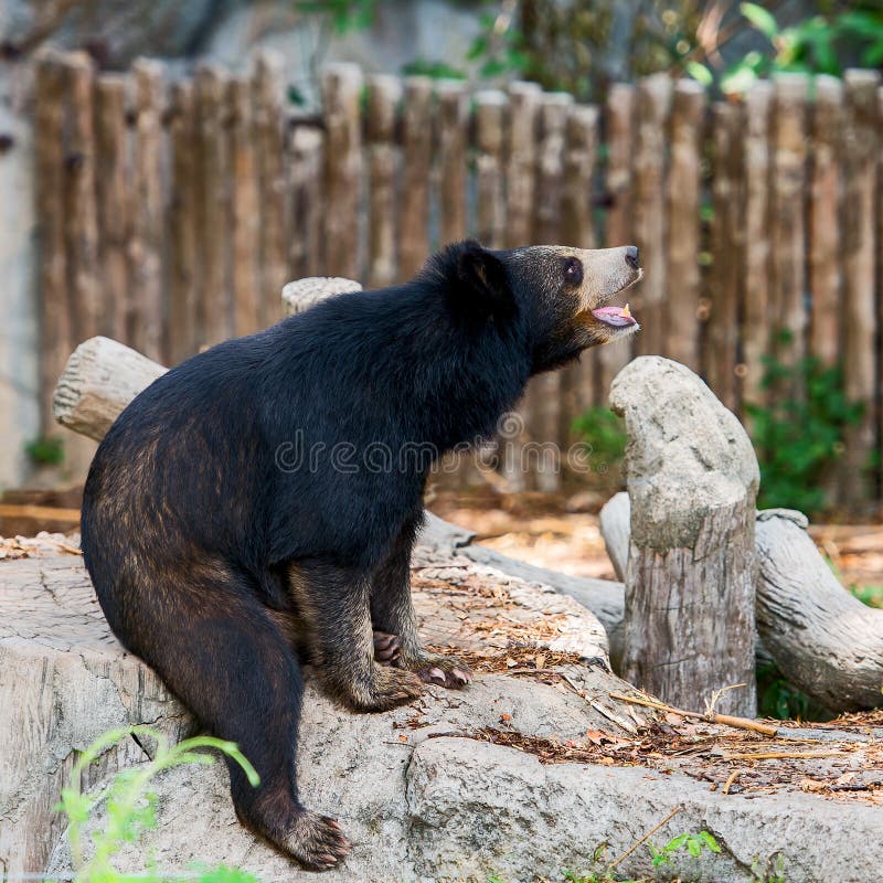 Oso solar malayo foto de archivo. Imagen de bosque, animal - 205787458