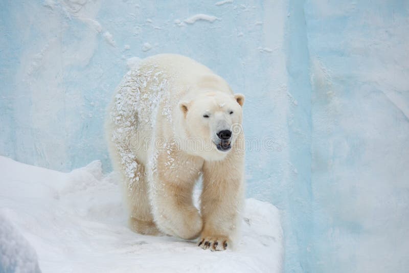 El Oso Blanco Come Zanahorias Foto de archivo - Imagen de peligro ...