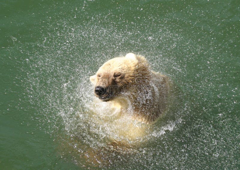 Oso blanco imagen de archivo. Imagen de verano, wallpaper - 30918383