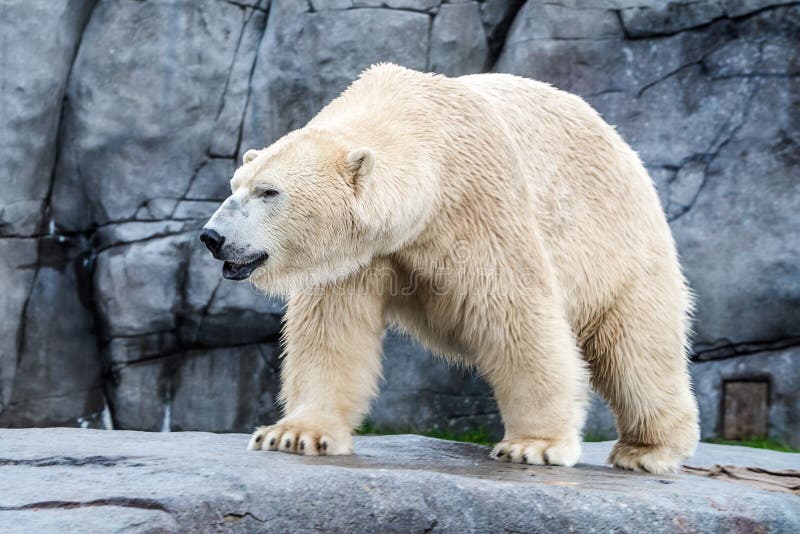 Oso blanco imagen de archivo. Imagen de cebado, polarizado - 36705955