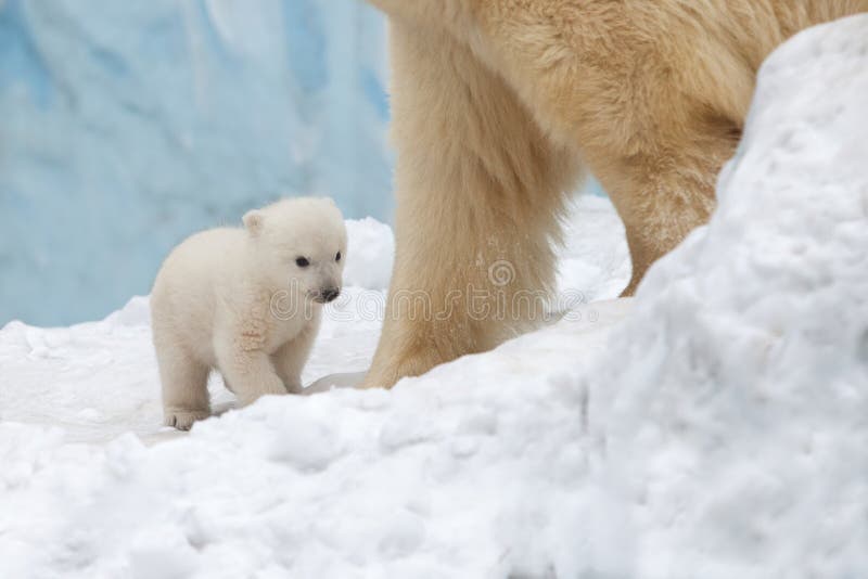 Oso blanco imagen de archivo. Imagen de norte, piel, blanco - 39909227