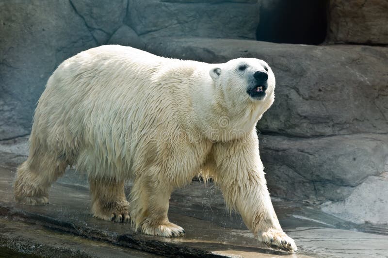 Oso blanco foto de archivo. Imagen de objeto, peligro - 7914394