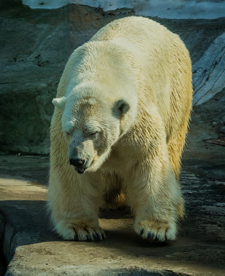 Oso Blanco Enorme En Primavera En Un Paseo Foto de archivo - Imagen de ...