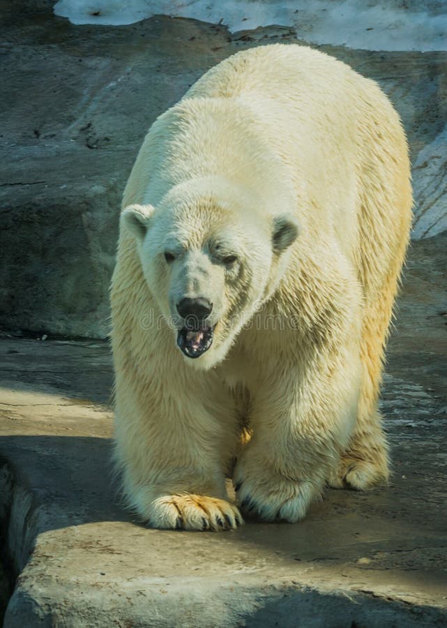Oso Blanco Enorme En Primavera En Un Paseo Imagen de archivo - Imagen ...
