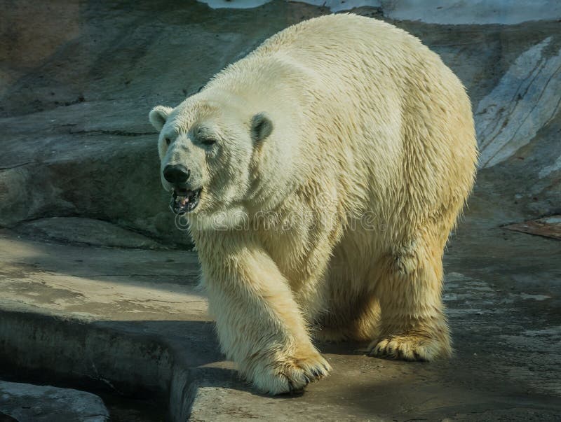 Oso Blanco Enorme En Primavera En Un Paseo Foto de archivo - Imagen de ...