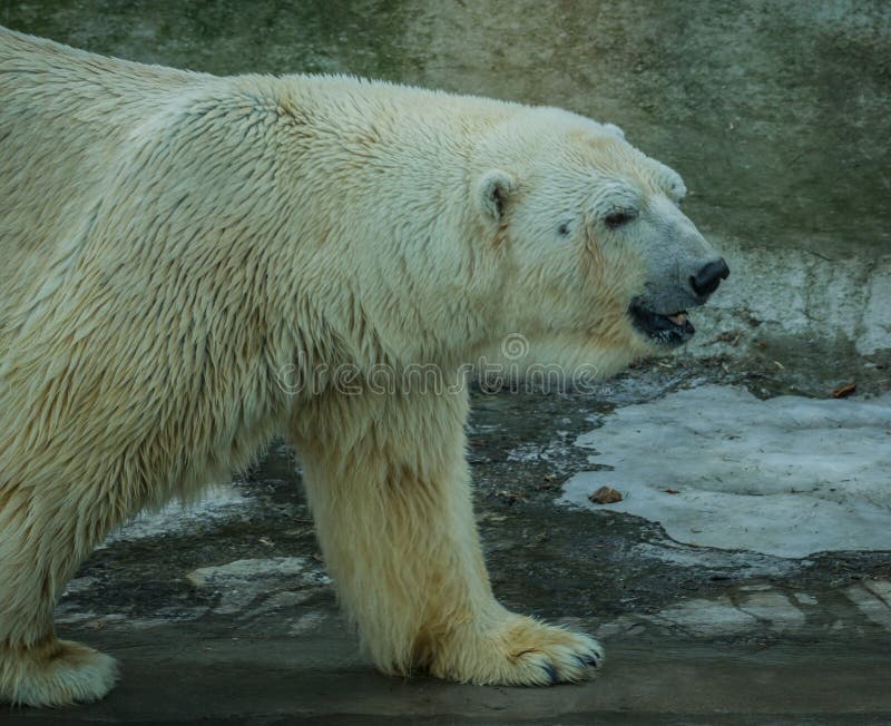 Oso Blanco Enorme En Primavera En Un Paseo Foto de archivo - Imagen de ...