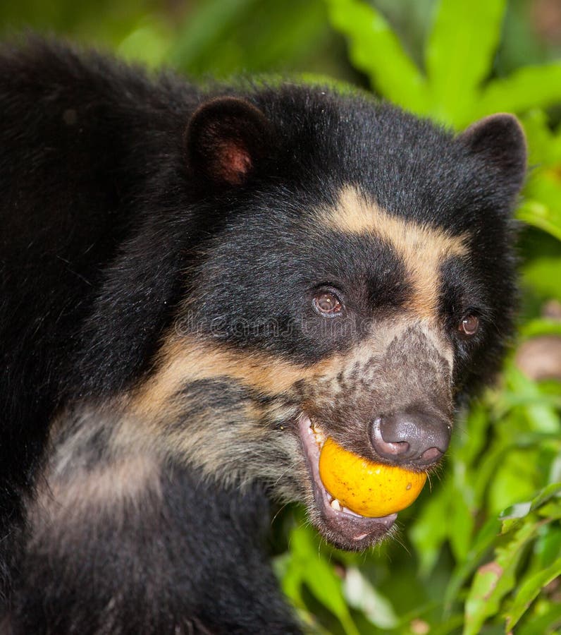 Oso con gafas imagen de archivo. Imagen de gafas - 1267907