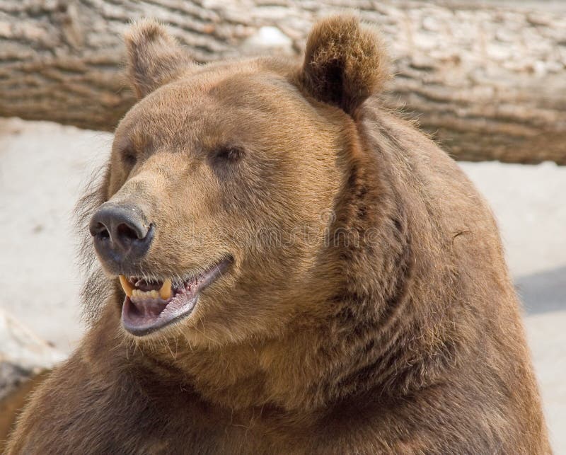 Oso De Brown 6 Imagen. Imagen: 3145056