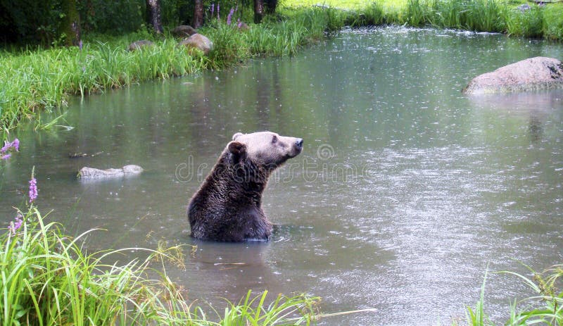 El Niño Se Está Bañando En El Río Foto de archivo - Imagen de río, agua ...