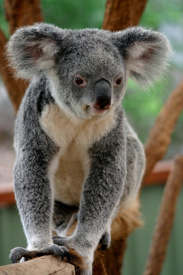 El Oso De Koala No Es Un Oso Imagen de archivo - Imagen de animal ... El Oso De Koala No Es Un Oso Imagen de archivo - Imagen de animal ...