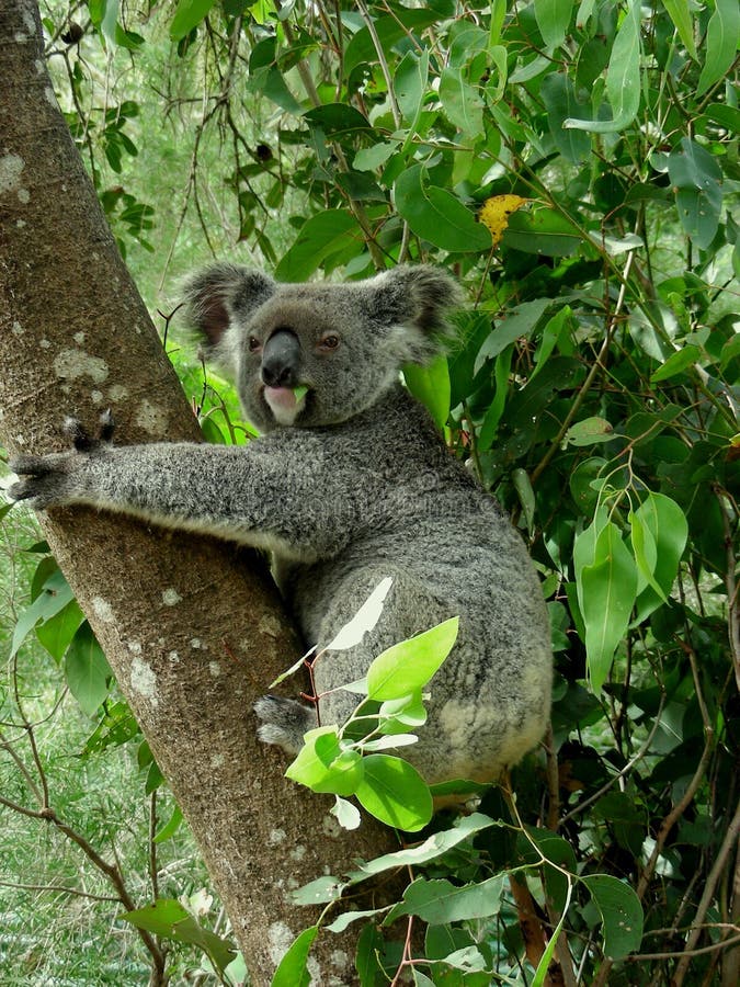 Oso de Koala foto de archivo. Imagen de mirada, comer - 16550492