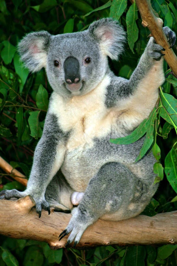 Oso de Koala foto de archivo. Imagen de vertebrado, solitario - 4095432 Oso de Koala foto de archivo. Imagen de vertebrado, solitario - 4095432