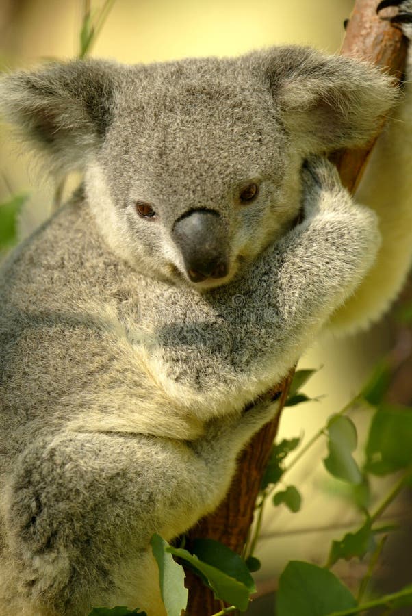 Oso de Koala foto de archivo. Imagen de marsupiales, osos - 7200120 Oso de Koala foto de archivo. Imagen de marsupiales, osos - 7200120