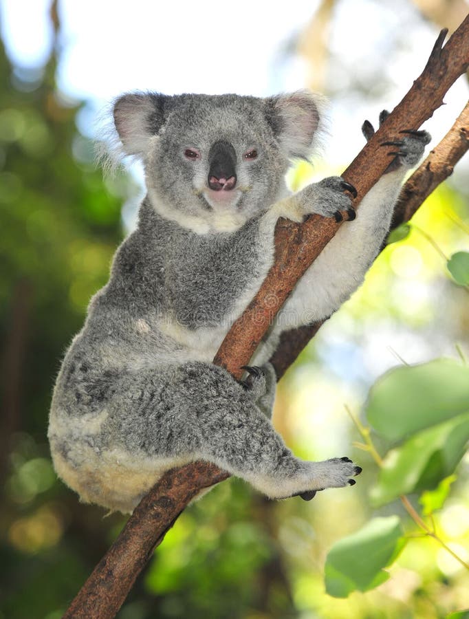 Hembra Adulta Australiana Del Oso De Koala Con Joey Del Bebé Imagen de ...
