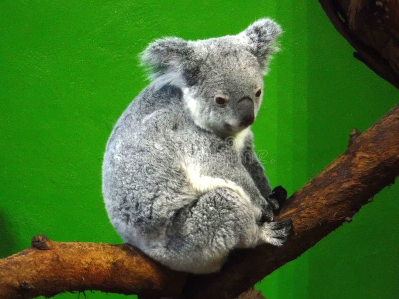 1,092 Garra De Oso De Koala Fotos de stock - Fotos libres de regalías ...