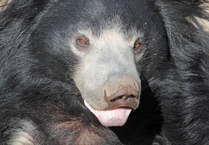 Oso 7 de la pereza foto de archivo. Imagen de perezoso - 26088104