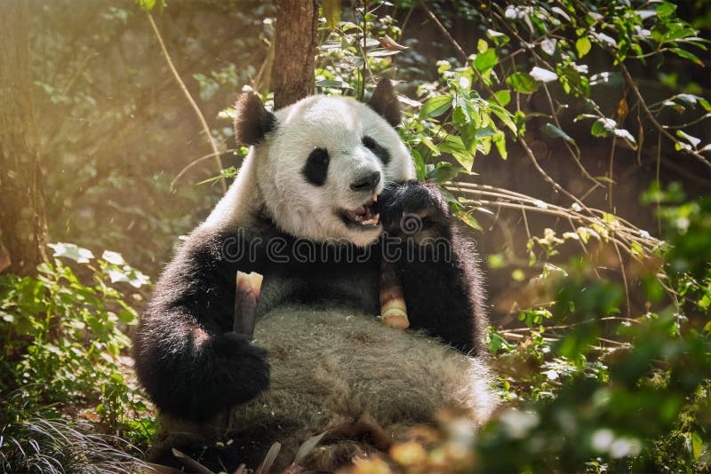 Oso De Panda Gigante En China Imagen de archivo - Imagen de vulnerable ...
