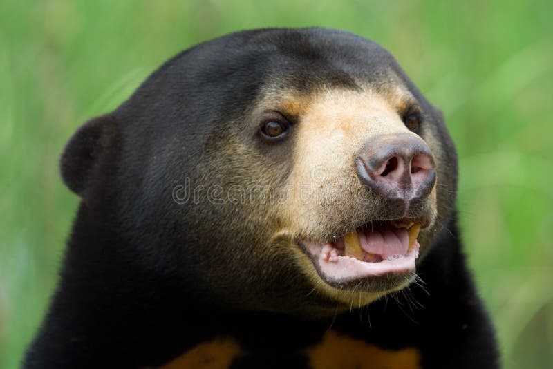 Oso de Sun foto de archivo. Imagen de indochina, malasia - 3512272