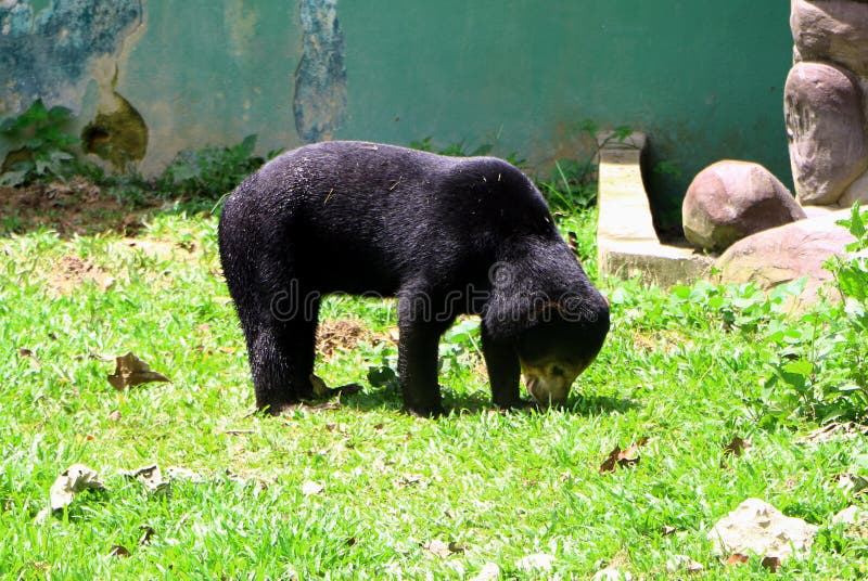 Oso Del Sol O Malayanus Malayo De Helarctos Imagen de archivo - Imagen ...