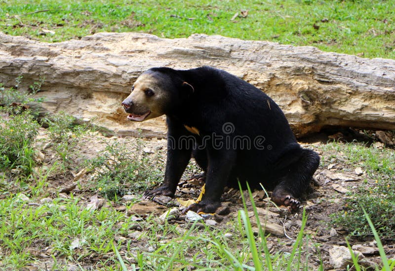 Oso Del Sol O Malayanus Malayo De Helarctos Imagen de archivo - Imagen ...