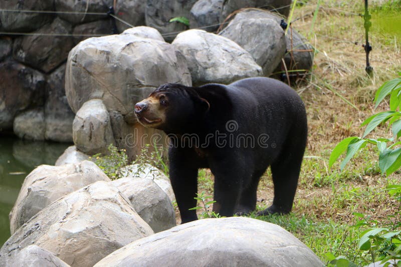 Oso Del Sol O Malayanus Malayo De Helarctos Imagen de archivo - Imagen ...
