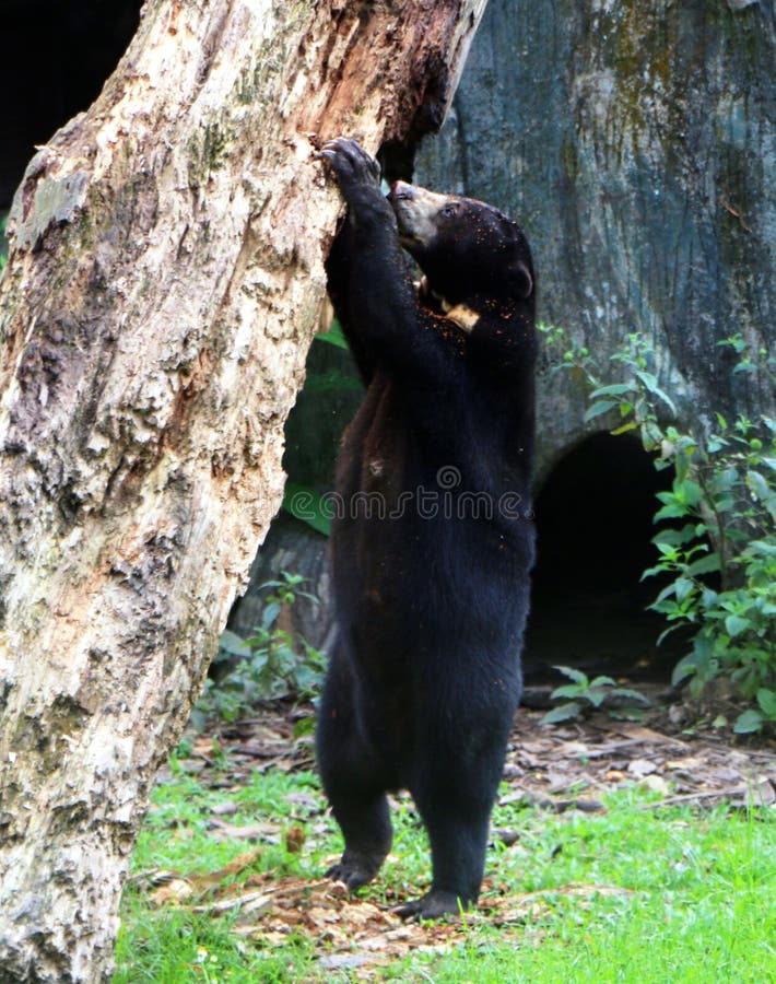 Oso Del Sol O Malayanus Malayo De Helarctos Foto de archivo - Imagen de ...