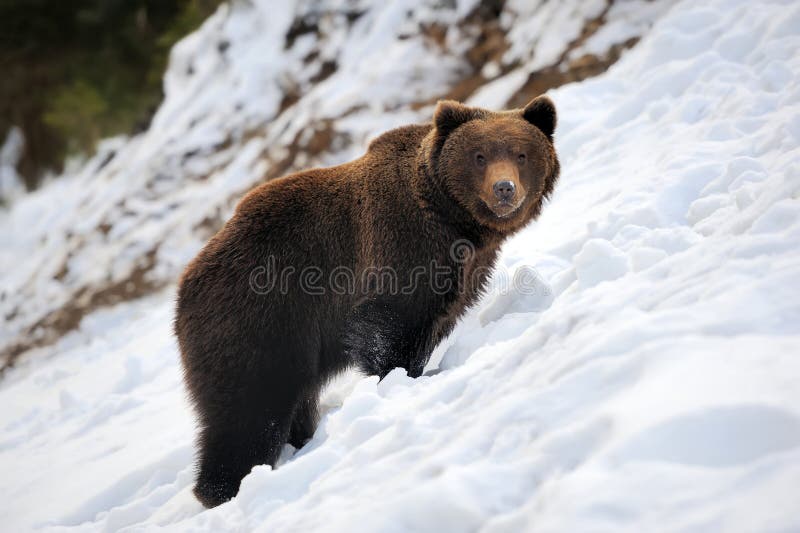 Cachorro Del Ella-oso Y De Oso En La Nieve En Nevadas Foto de archivo ...