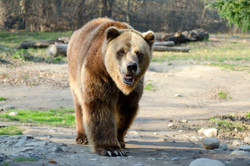 Oso grizzly imagen de archivo. Imagen de animal, brujo - 28257123