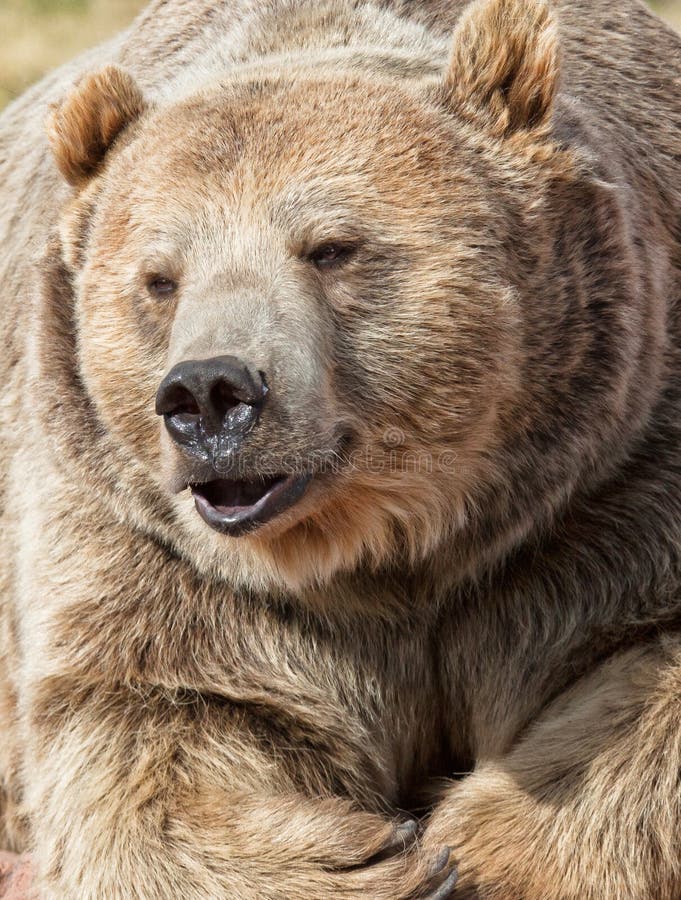 Oso grizzly imagen de archivo. Imagen de cierre, frente - 29114029
