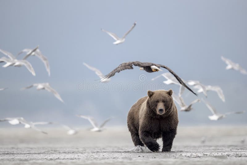 Oso Grizzly, Gaviotas Y Eagle Calvo Foto de archivo - Imagen de ...