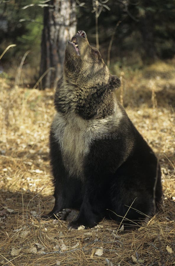 Oso del rugido imagen de archivo. Imagen de rugido - 4712597