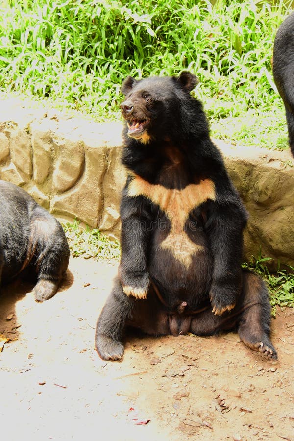 Oso, Malayanus Maya De Sun Helarctos Imagen de archivo - Imagen de ...