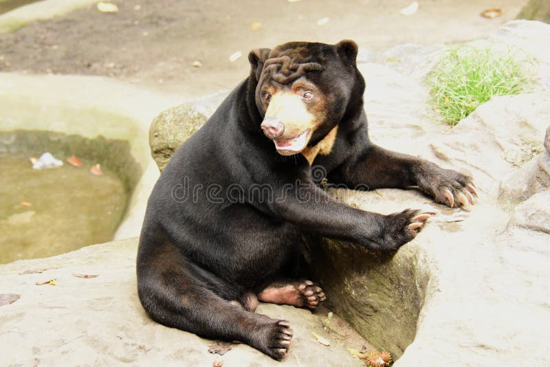 Oso, Malayanus Maya De Sun Helarctos Foto de archivo - Imagen de pecho ...