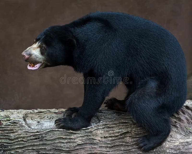 Oso solar malayo foto de archivo. Imagen de bosque, animal - 205787458