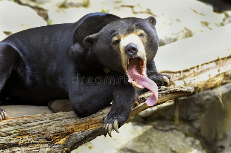 Oso malayo de Sun foto de archivo. Imagen de boca, suave - 14212728