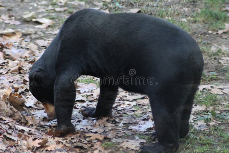 Cabeza Malaya Del Oso Del Sol Foto de archivo - Imagen de hoja, fauna ...