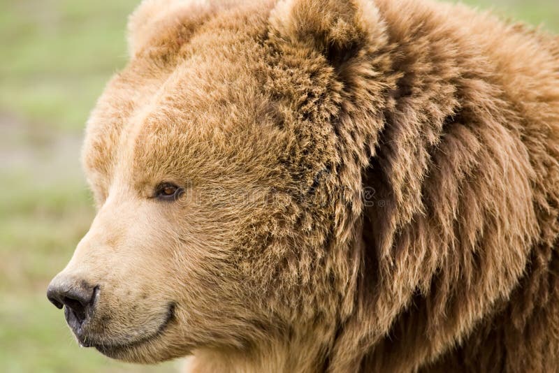 Perfil del oso de Kodiak foto de archivo. Imagen de cara - 9408726