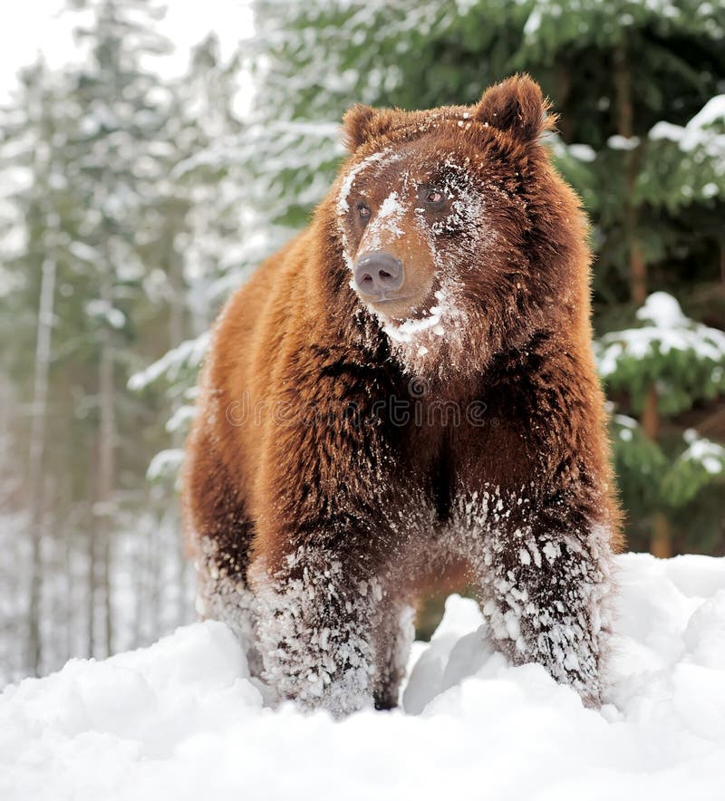 Oso marrón salvaje imagen de archivo. Imagen de tarde - 80975411