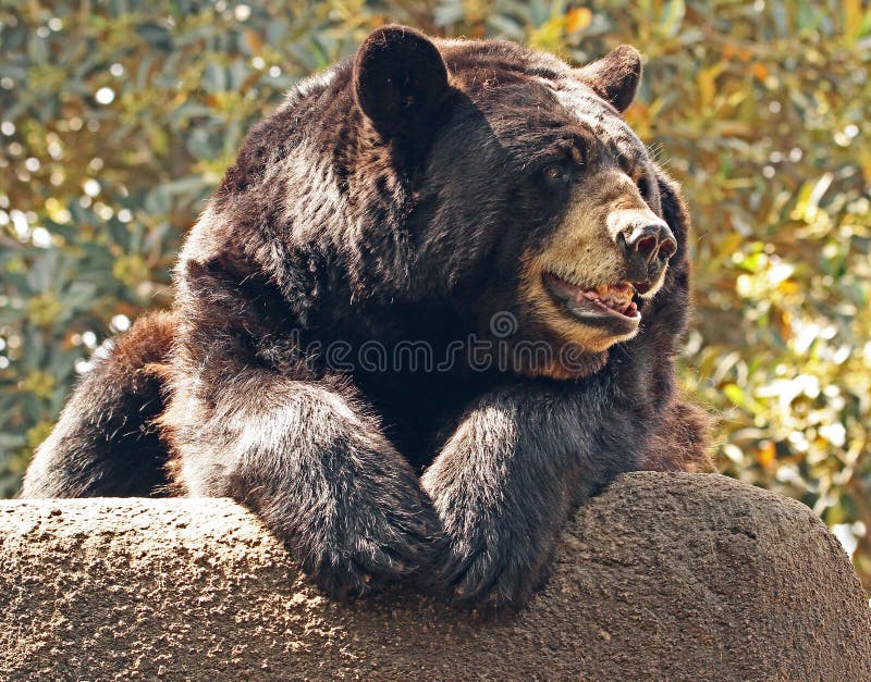 Oso negro imagen de archivo. Imagen de peligroso, vistazo - 19492589