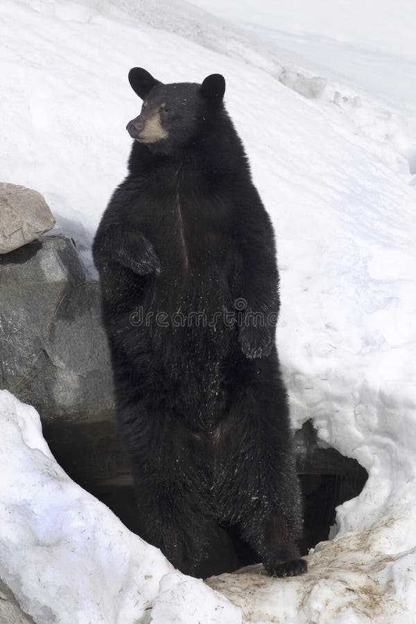 Oso negro imagen de archivo. Imagen de quebec, salvaje - 9067123