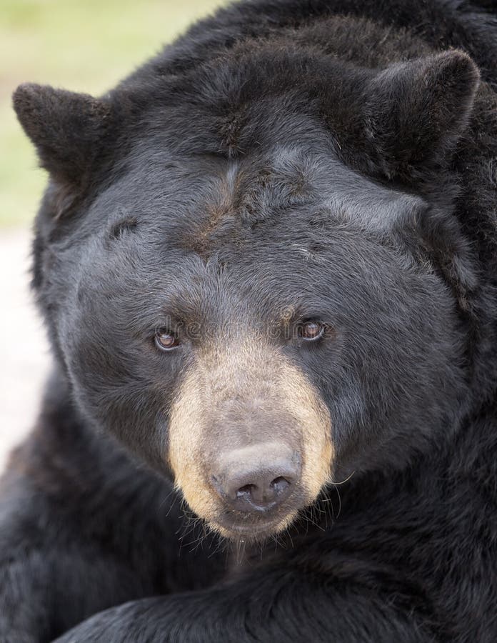 Oso negro americano imagen de archivo. Imagen de mirando - 101107043