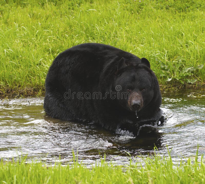 Oso negro americano imagen de archivo. Imagen de agua - 18148163