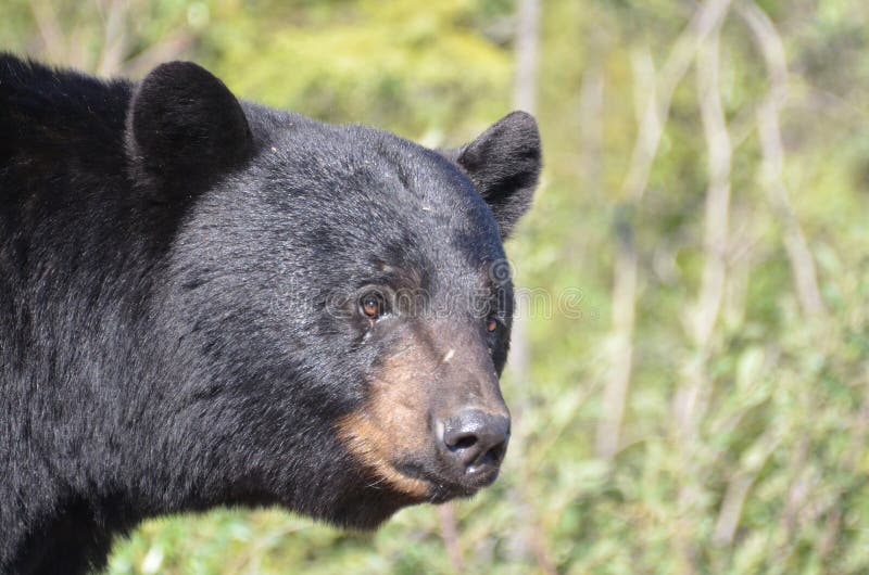 Oso negro americano foto de archivo. Imagen de americano - 20242798
