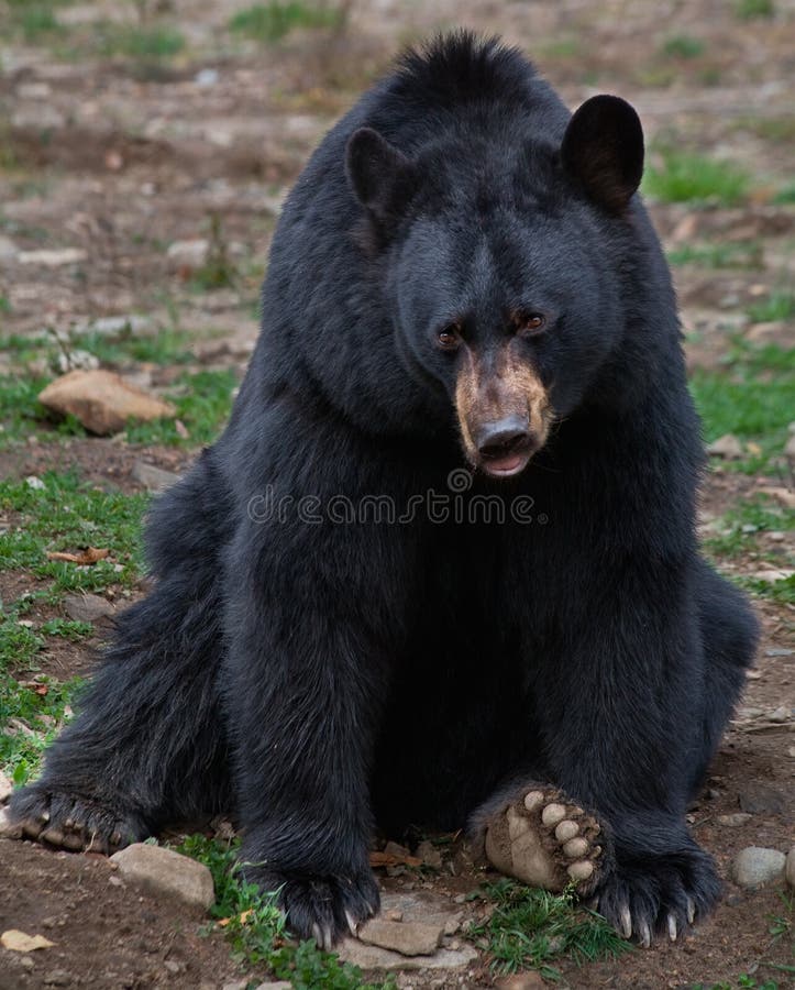 Oso Negro Americano (Ursus Americanus) Foto de archivo - Imagen de ...