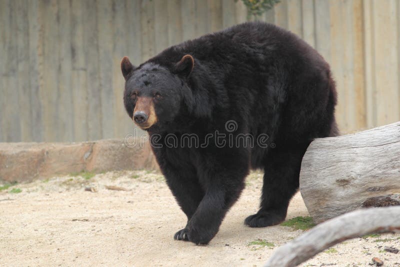 Oso negro americano imagen de archivo. Imagen de america - 33194085