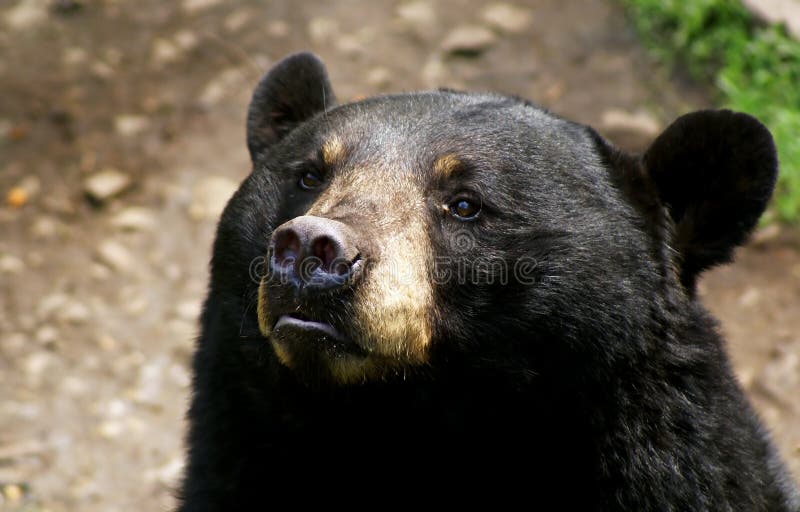 El Oso Negro Americano Del Oso Del Oso Pardo Del Oso Pardo Imagen ...